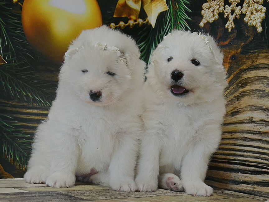 Самоедская лайка щенки