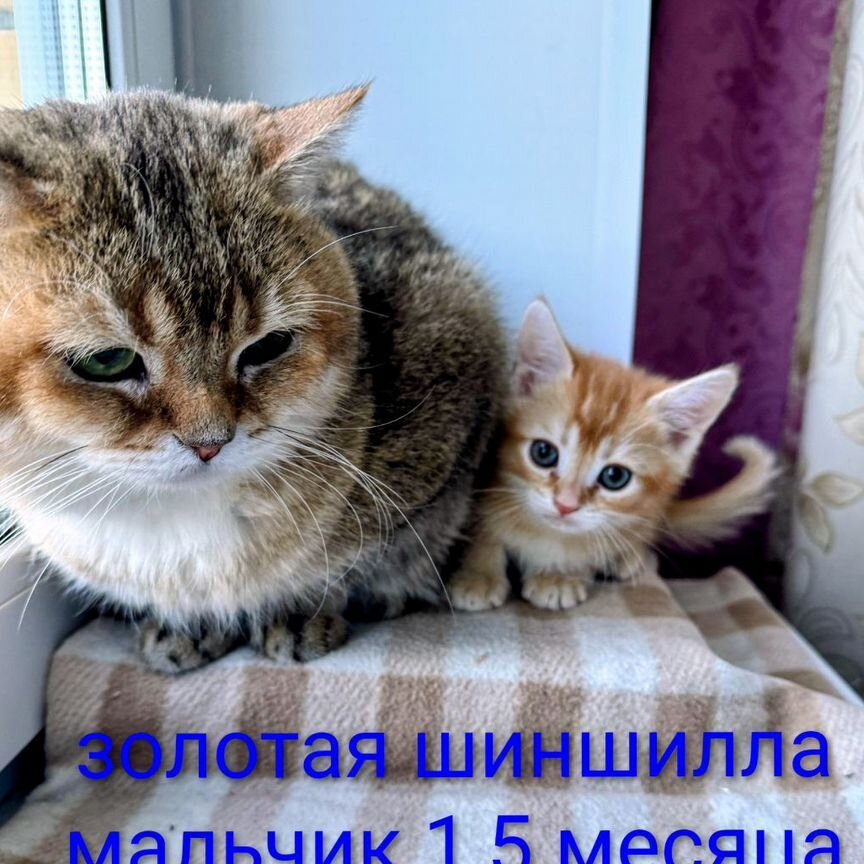 Котёнок от частного владельца