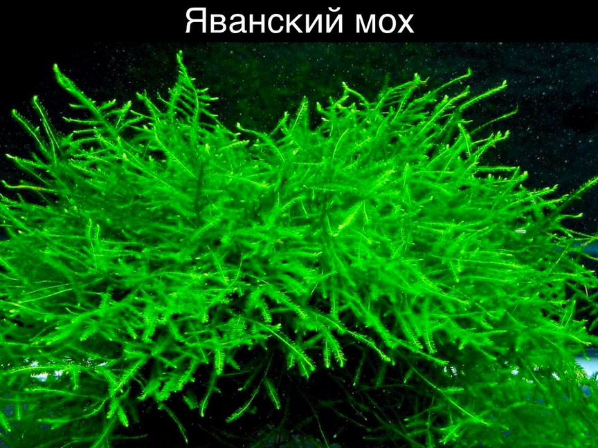 Акваримные растения
