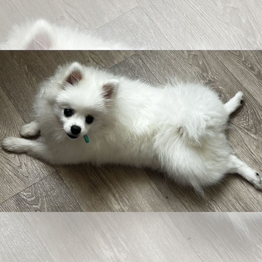 Шпиц вязка