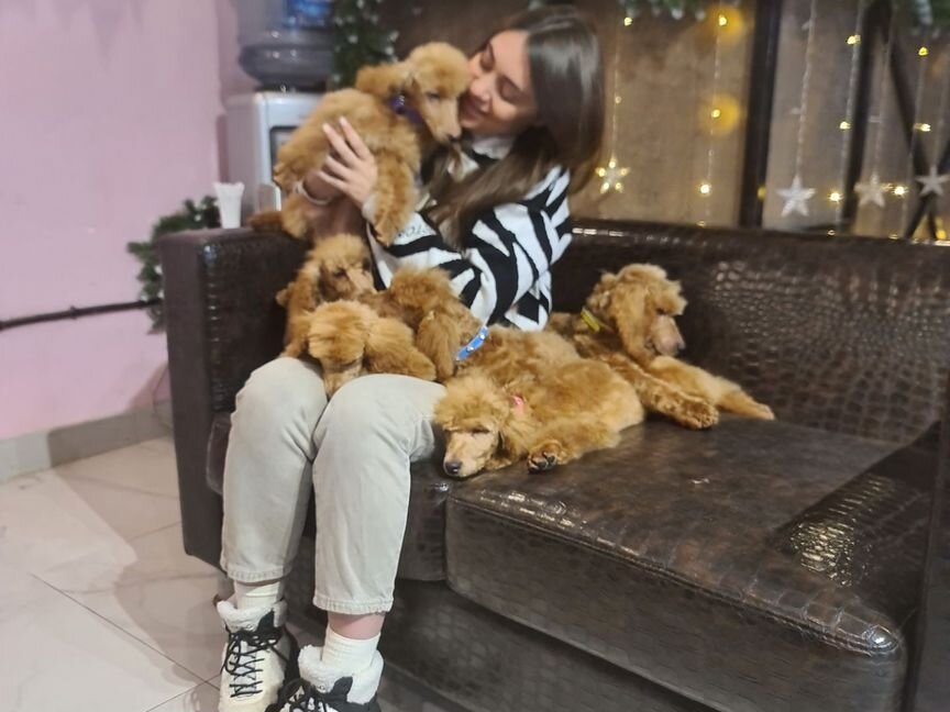 Щенки королевского пуделя с РКФ