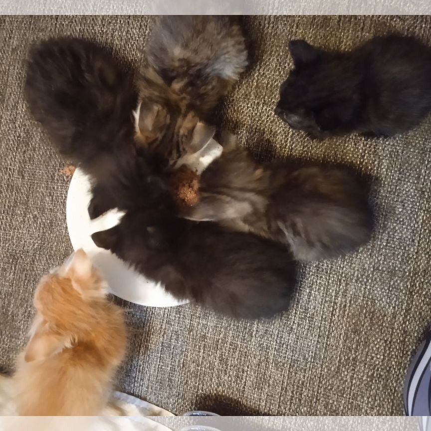 Котята в добрые руки