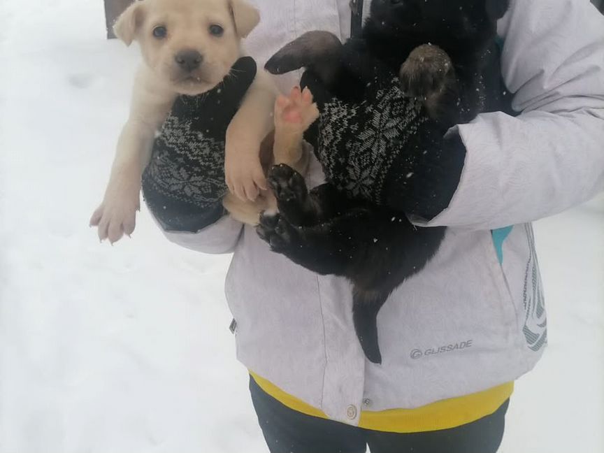 Малышата ищут дом