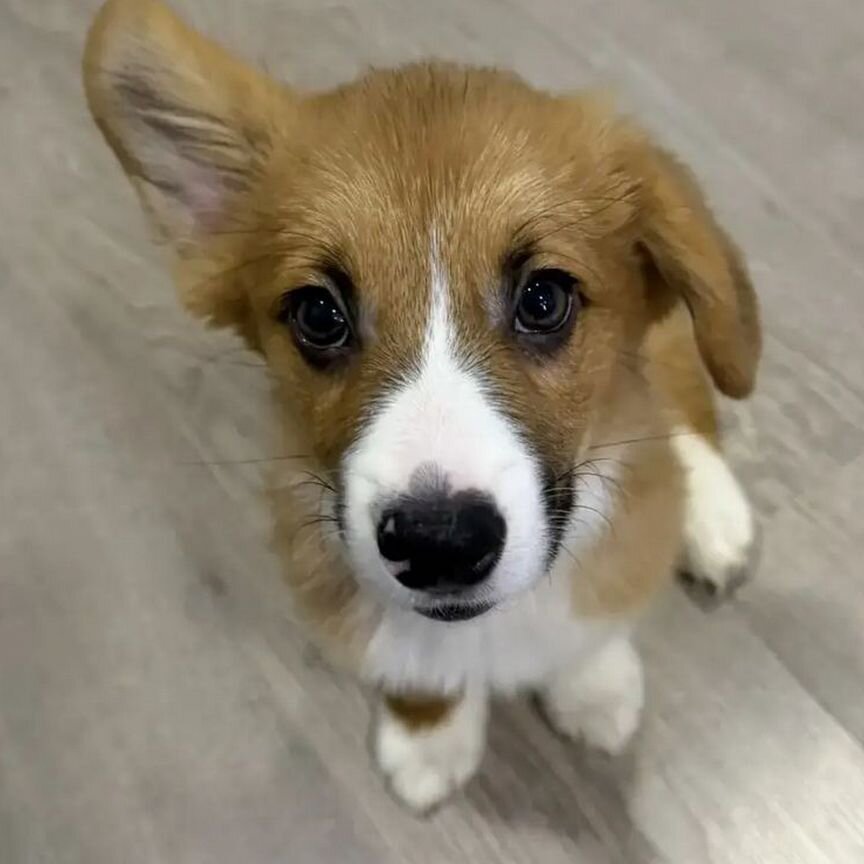 Вельш Корги Пемброк, щенок