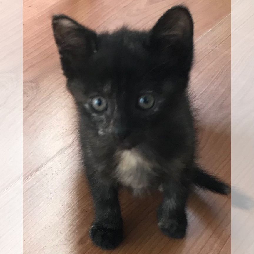 Котенок девочка