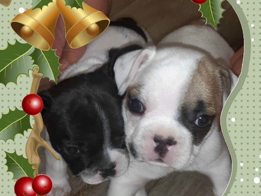 Собаки щенки французский бульдог