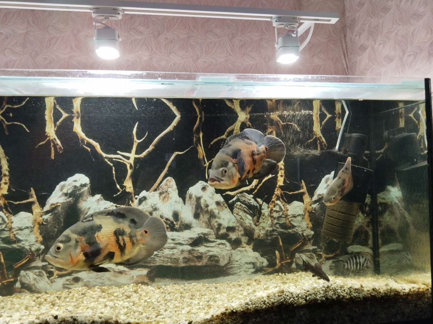 Астронотус