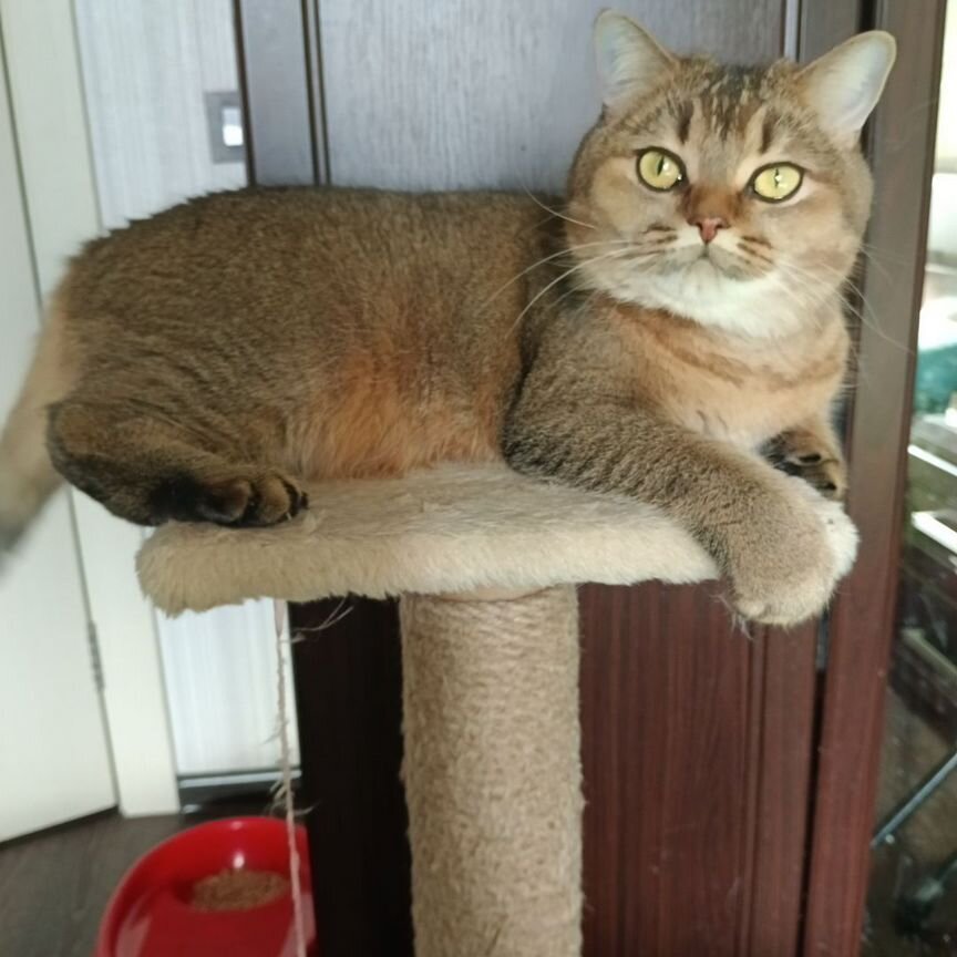 Британский кот