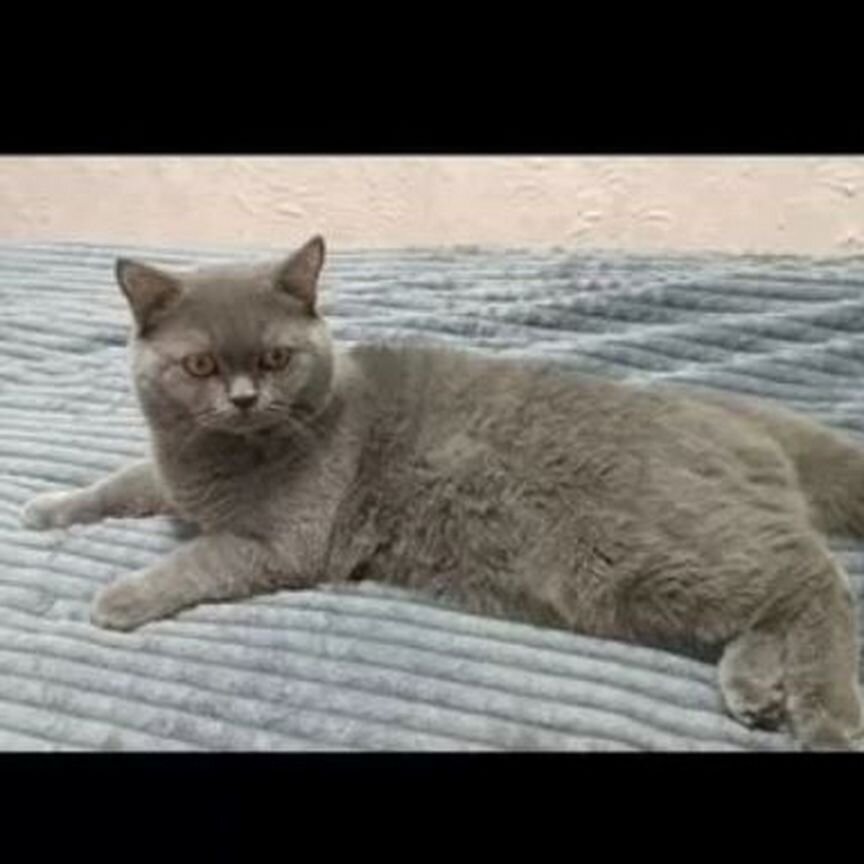 Британский короткошёрстный кот, взрослый