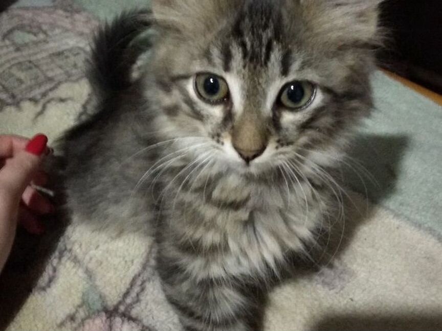 Пушистый котенок