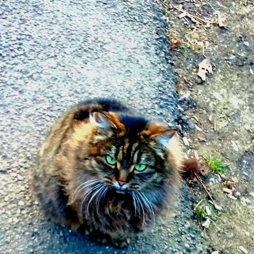 Красотка Сима в поисках своего дома