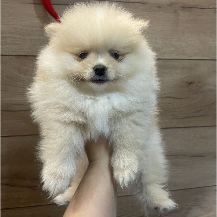 Померанский шпиц, щенок