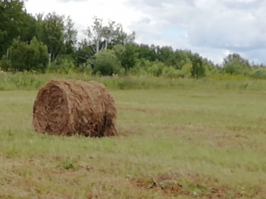 Продам сено в рулонах 300 кг урожай 2023, доставка