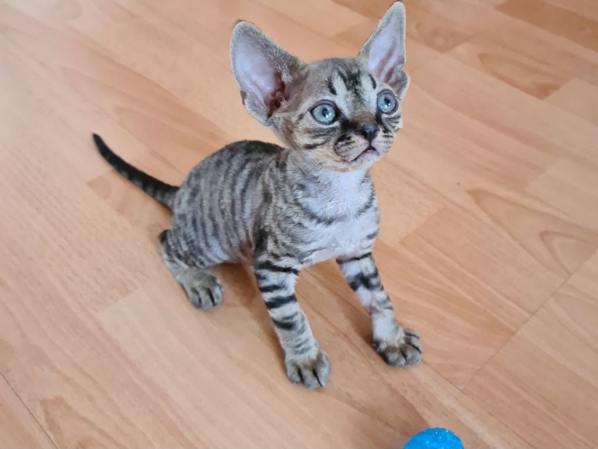 Котята породы девон рекс