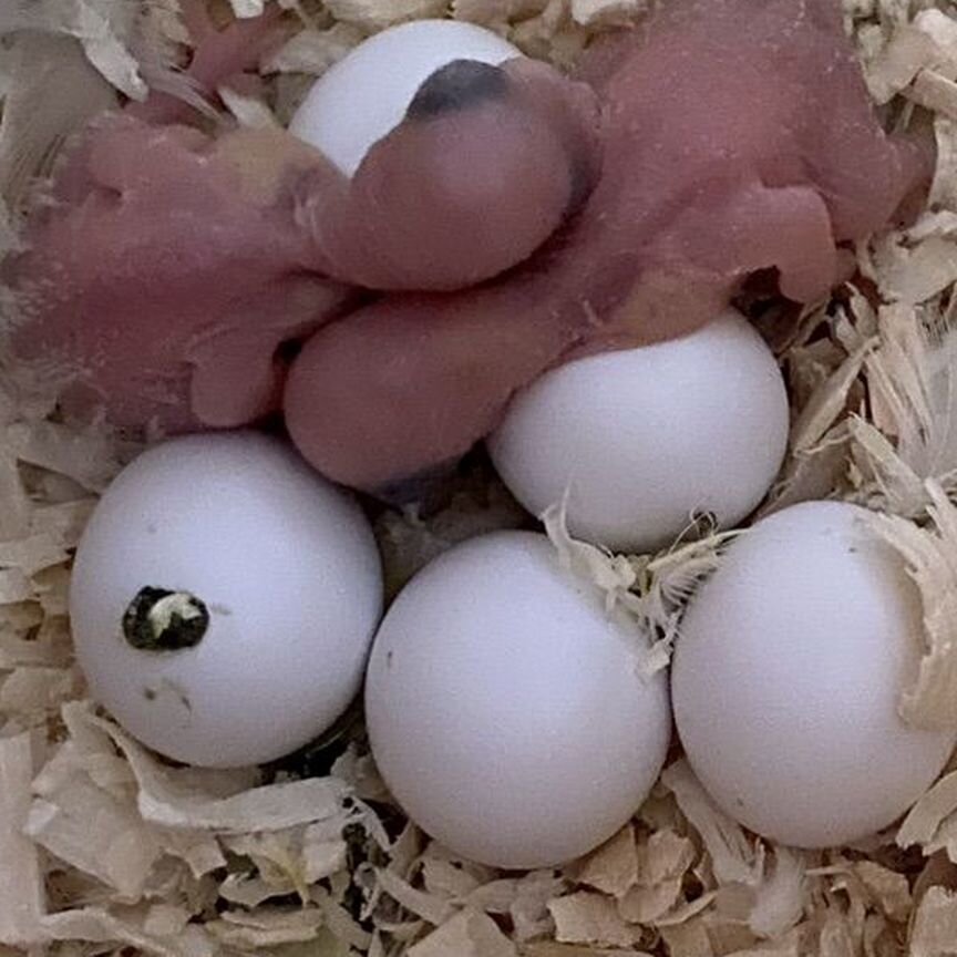 Птенцы волнистый попугай