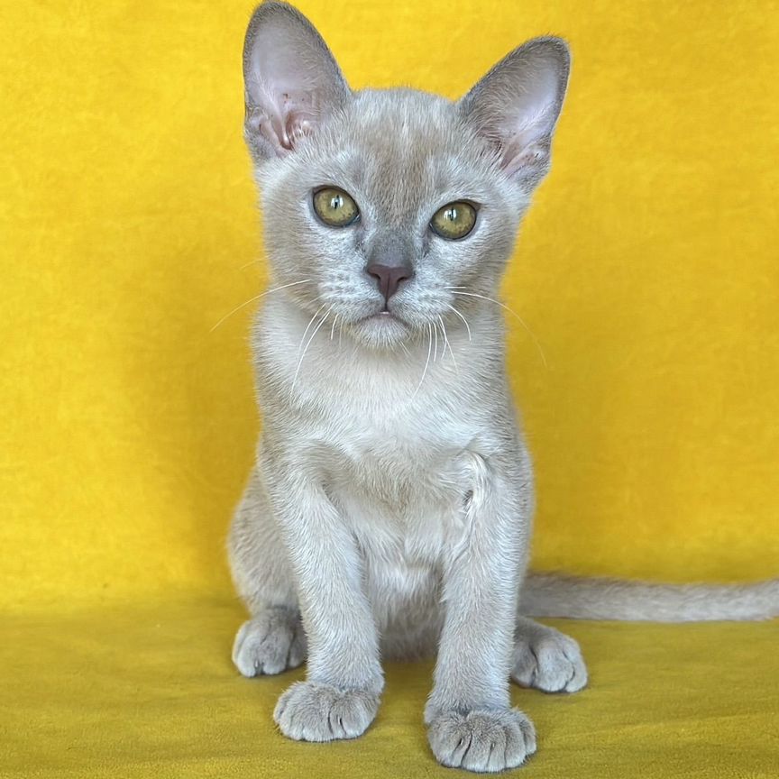 Бурманский котенок