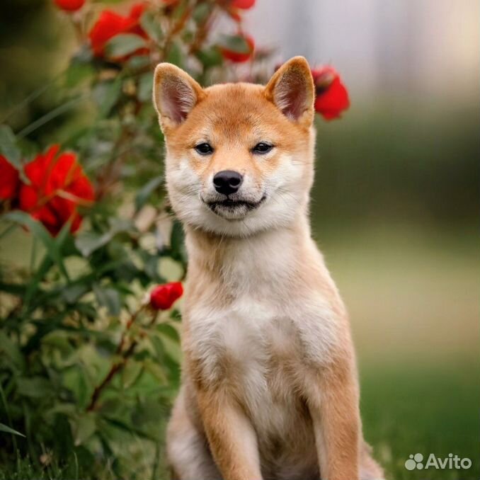 Сиба ину бебик девочка