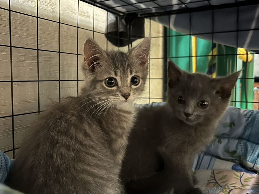 Русская голубая