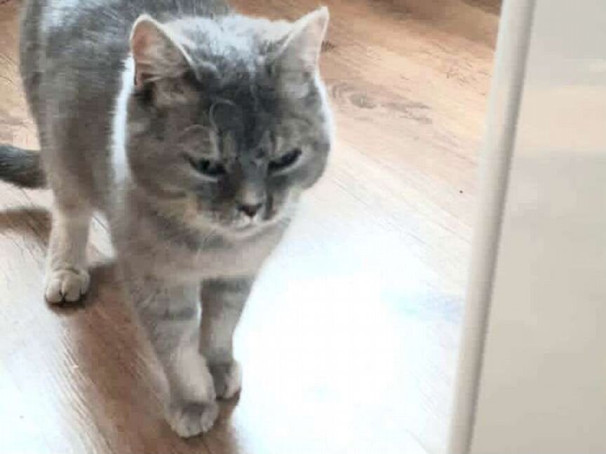 Кошечка Соня ищет дом