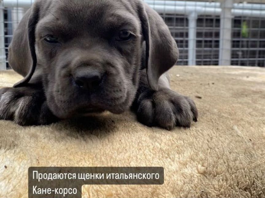 Щенки кане корсо