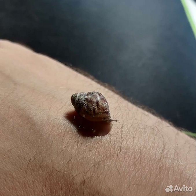 Улитки ахатины маленькие