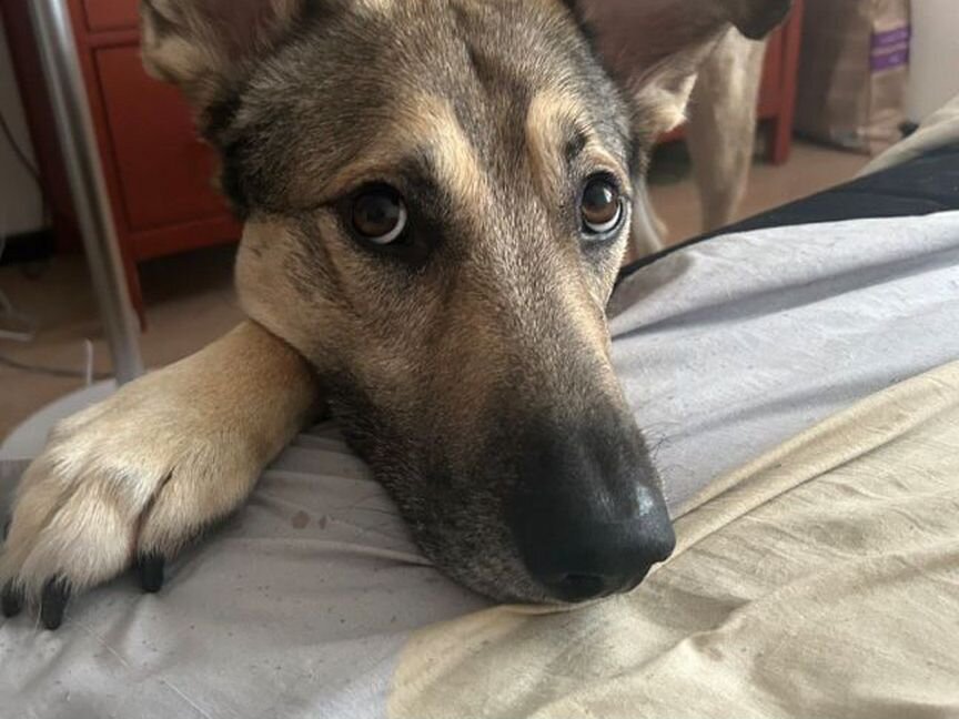 Собака в добрые руки