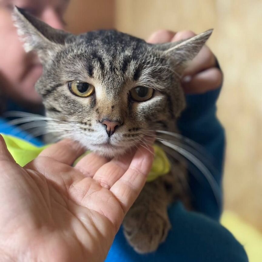 Котик в добрые руки