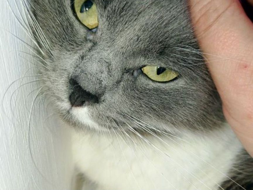 Кошка в очень добрые руки