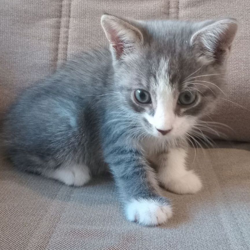 Котёнок в добрые руки