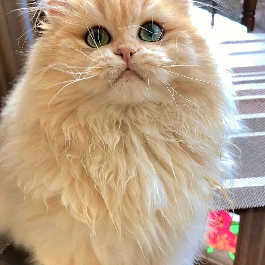 Британская золотая шиншилла