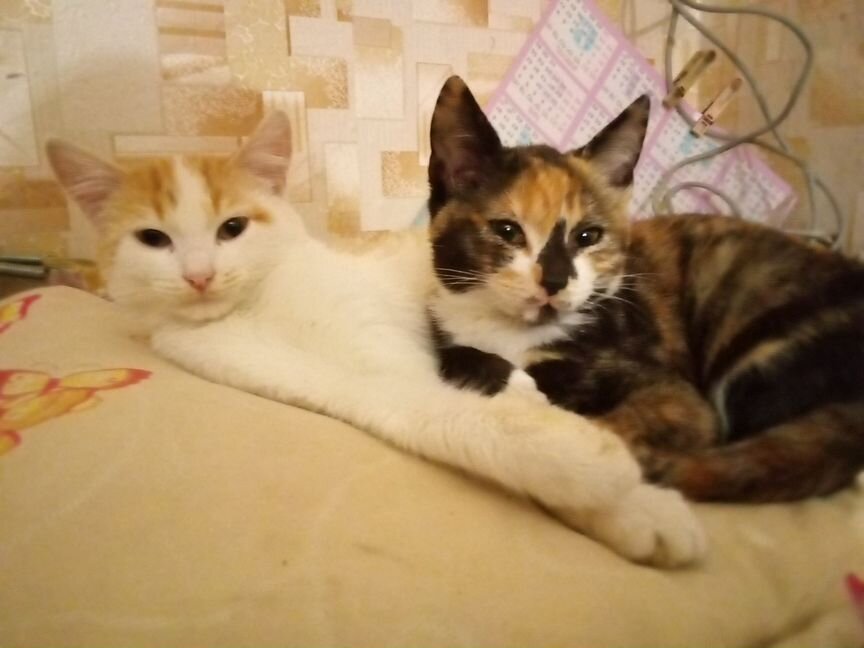 Кошки в добрые руки бесплатно