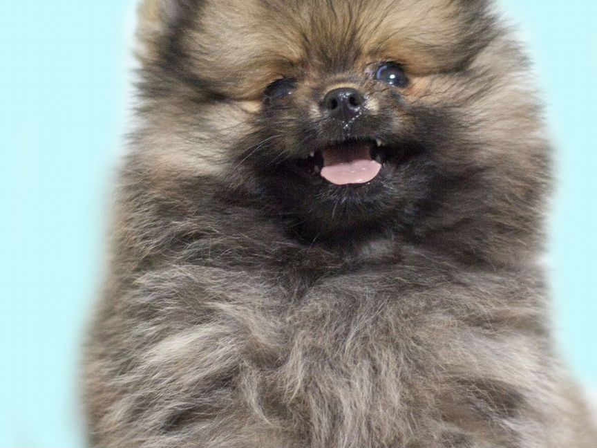 Померанский шпиц