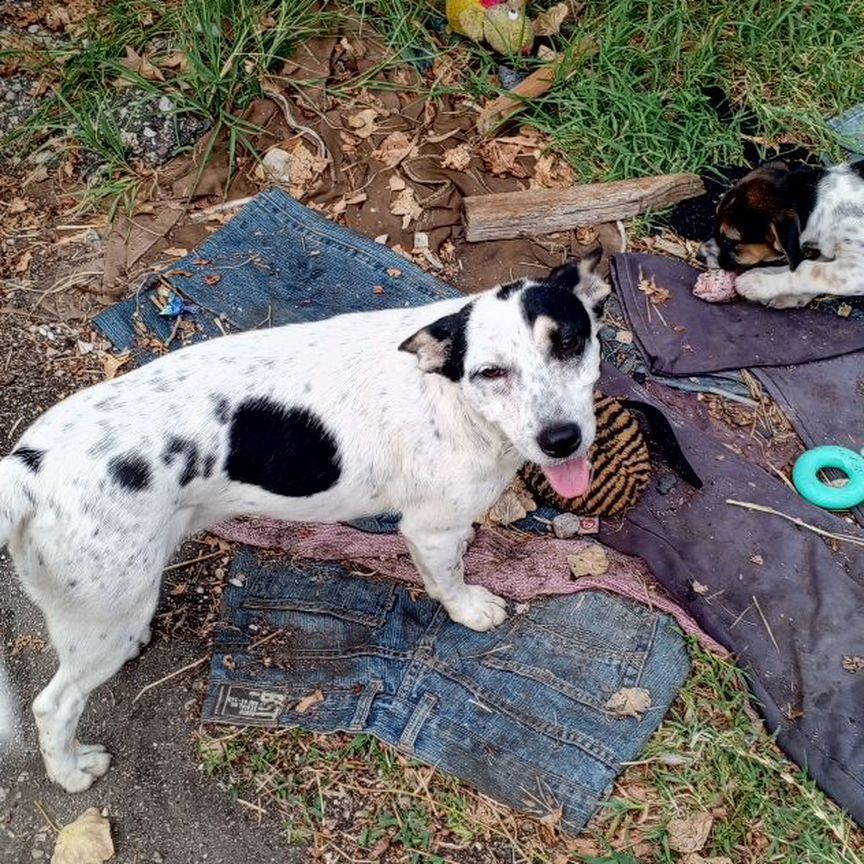 Девочка, стерилизованная, три года, звоночек
