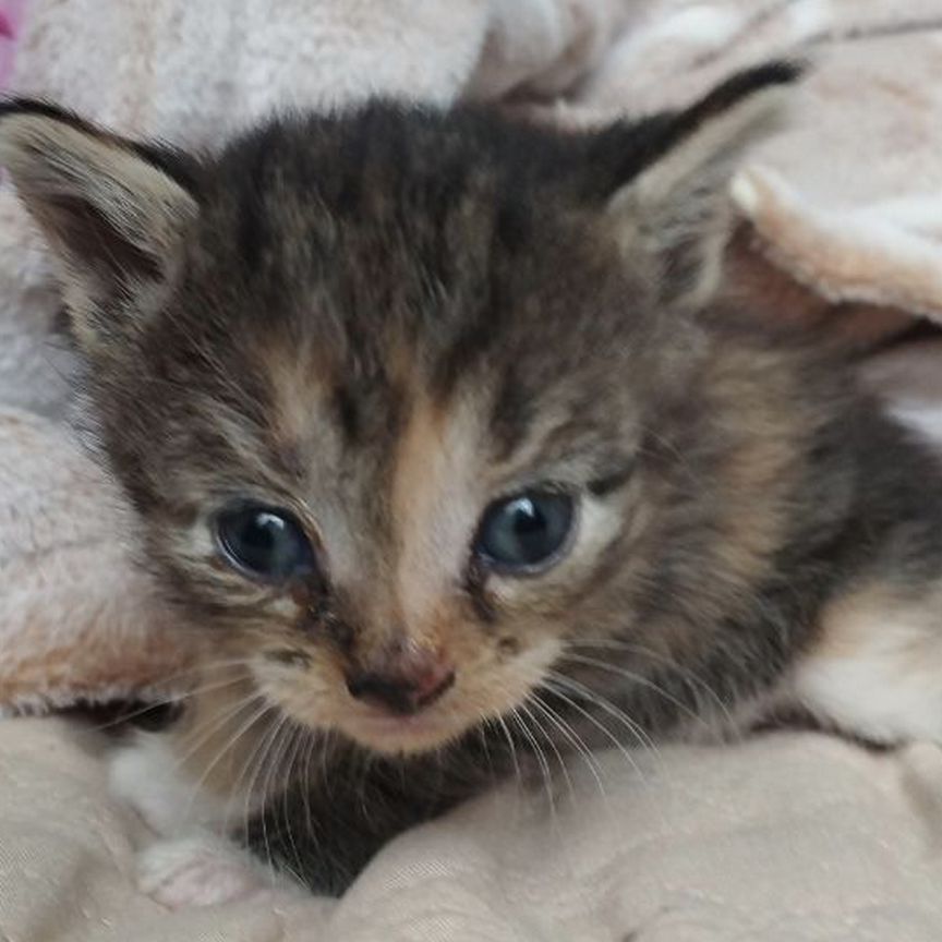 Котёнок в добрые руки