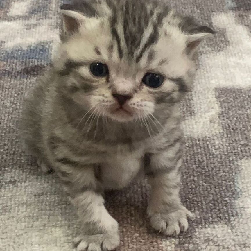 Шотландские прямоухие и вислоухие котята