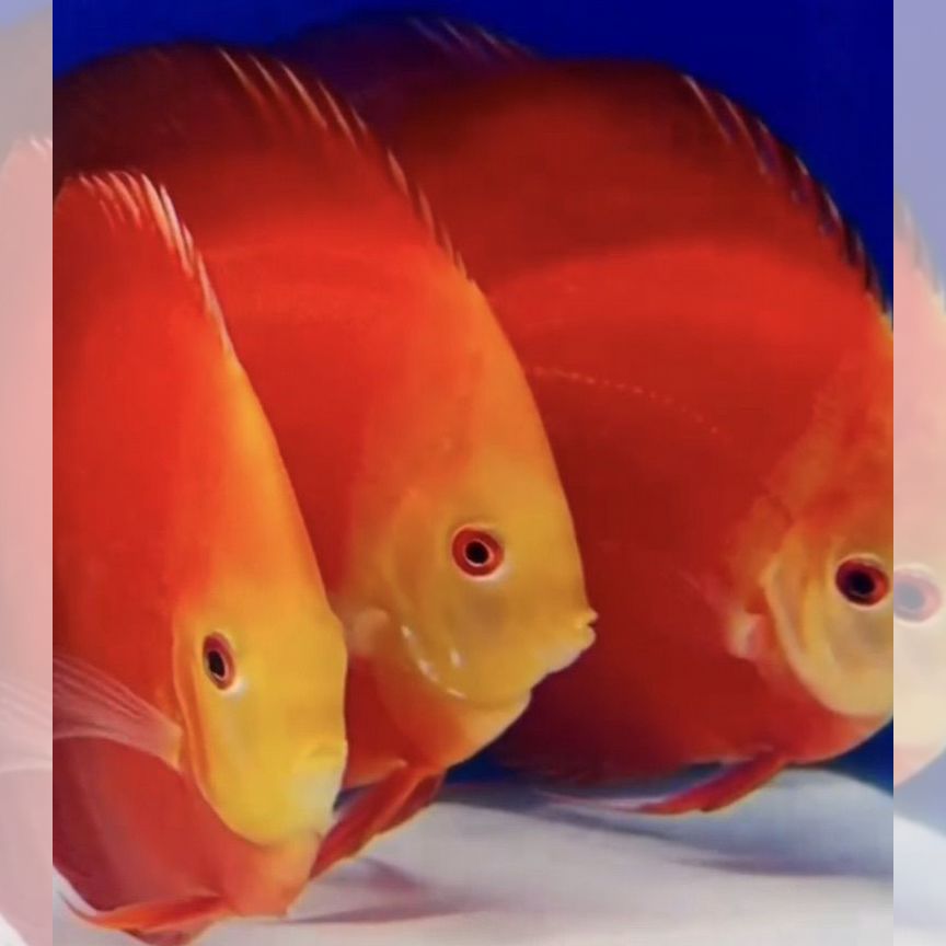 Дискусы ред мелон, альтумы,коридорасы