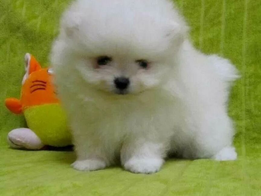 Померанский шпиц медвежата