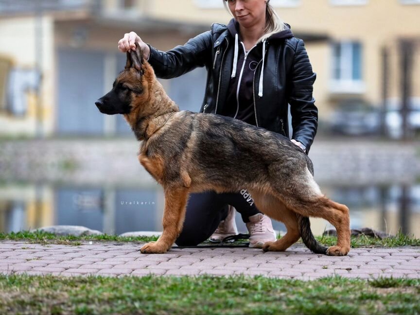 Подрощенные щенки РКФ