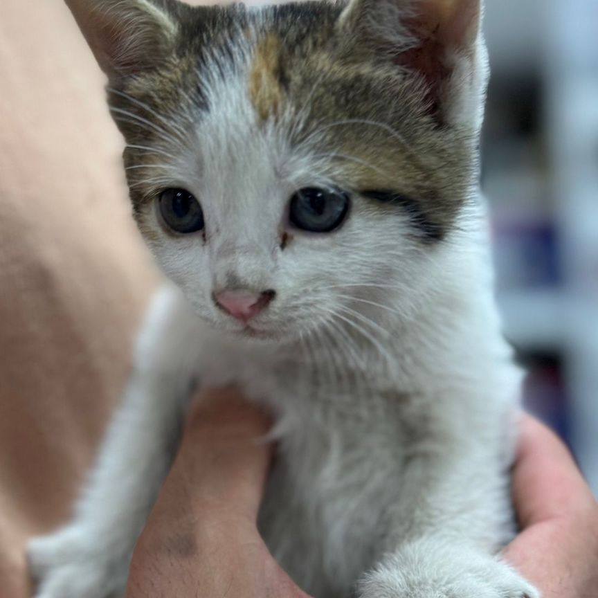 Котенок в добрые руки