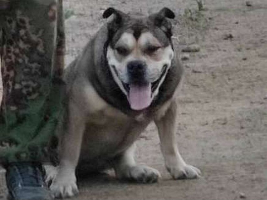 Собака в добрые руки