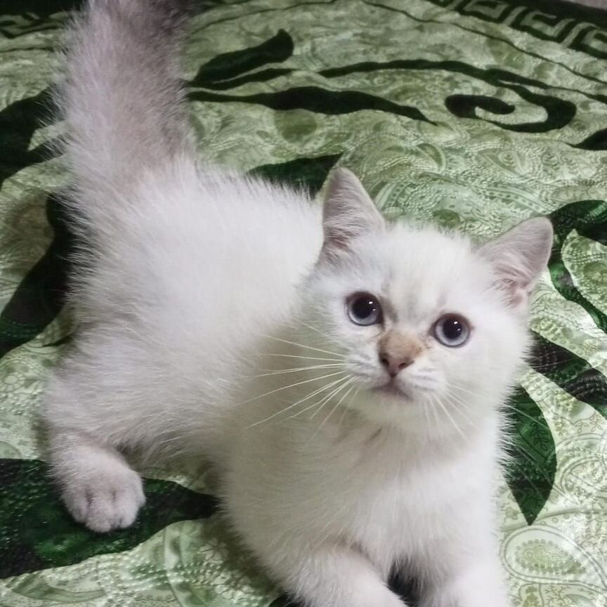 Манчкин длиннолапик