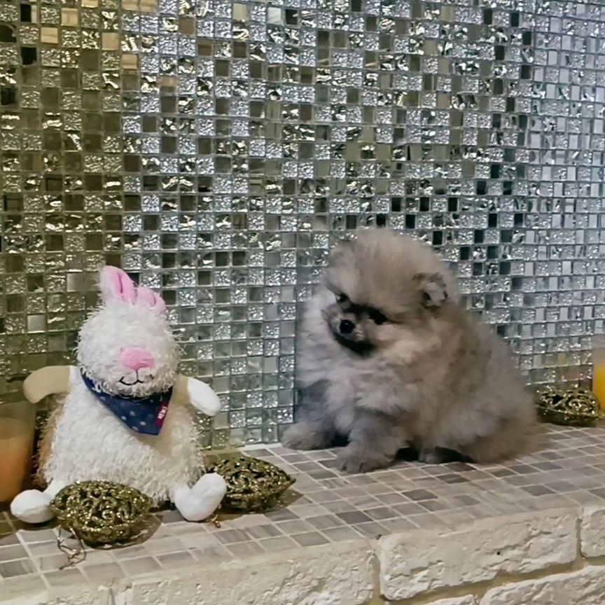 Померанский шпиц медвежьего типа
