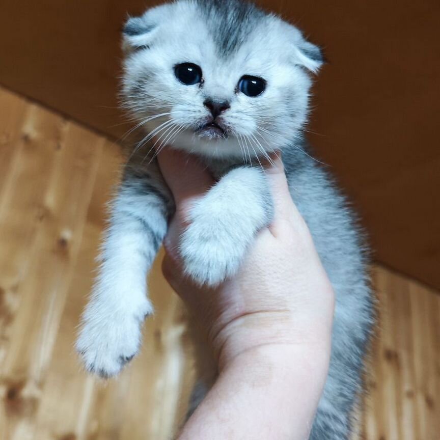 Шотландский вислоухий короткошёрстный котёнок