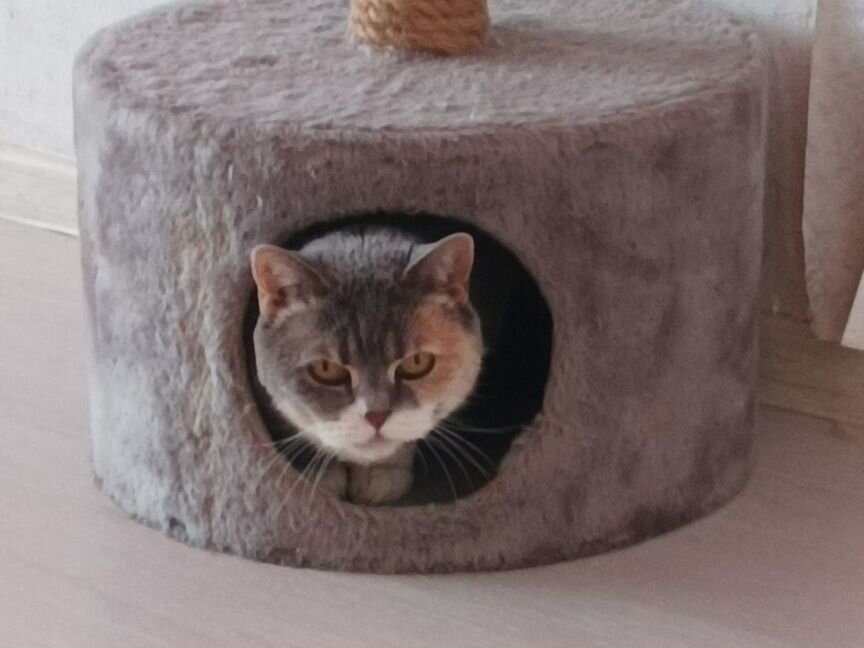 Кошечка в добрые руки