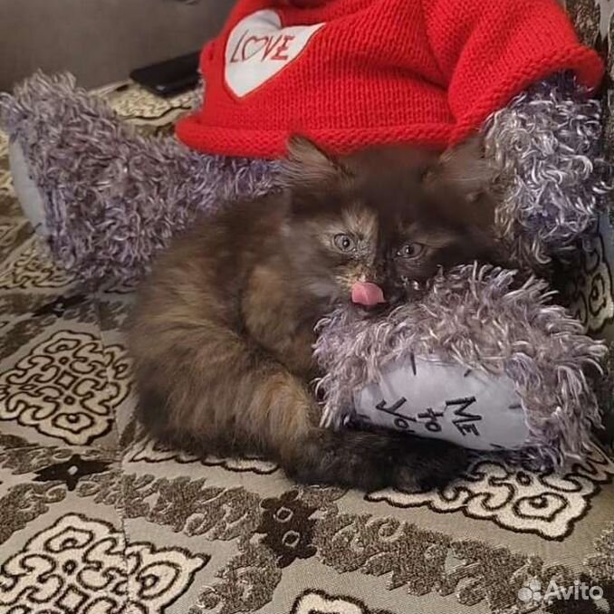 SOS котята-девочки на срочном пристройстве