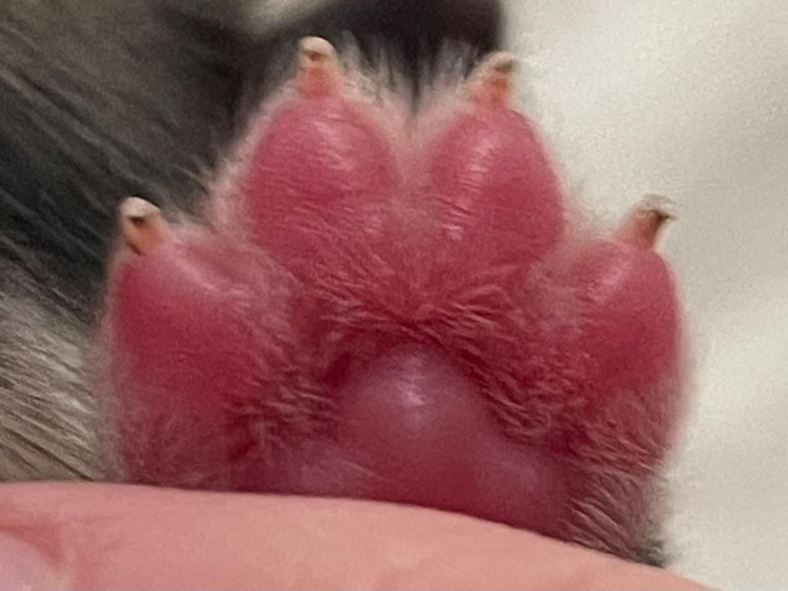 Щенки шпица