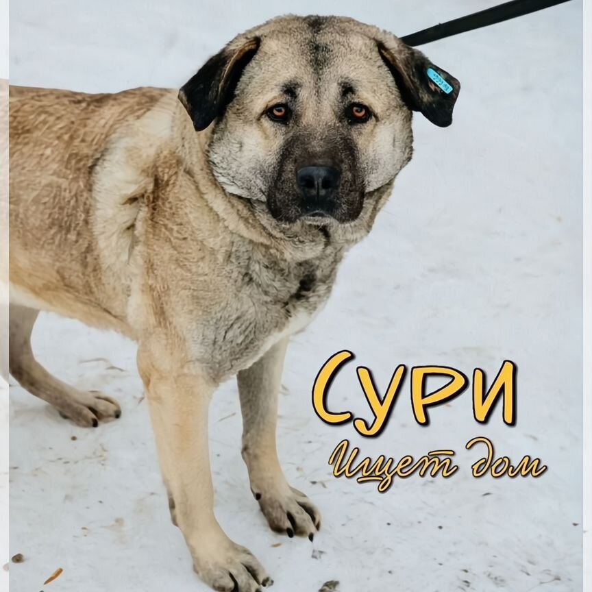 Взрослая собака в добрые руки