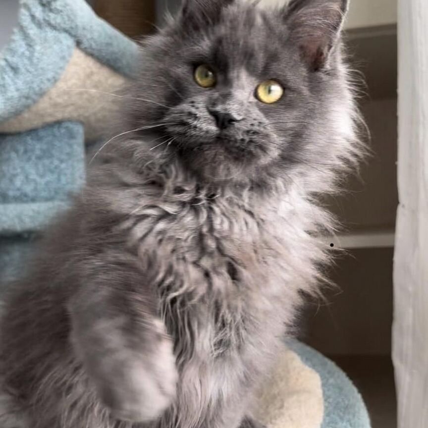 Мейн кун Котёнок Голубой дым