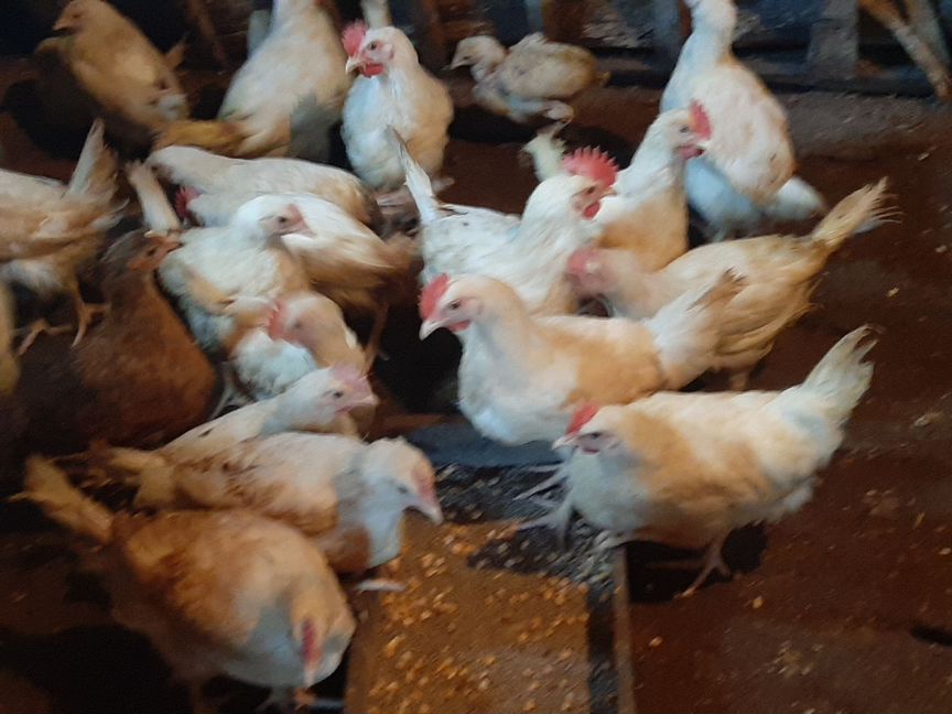 Молодые петушки