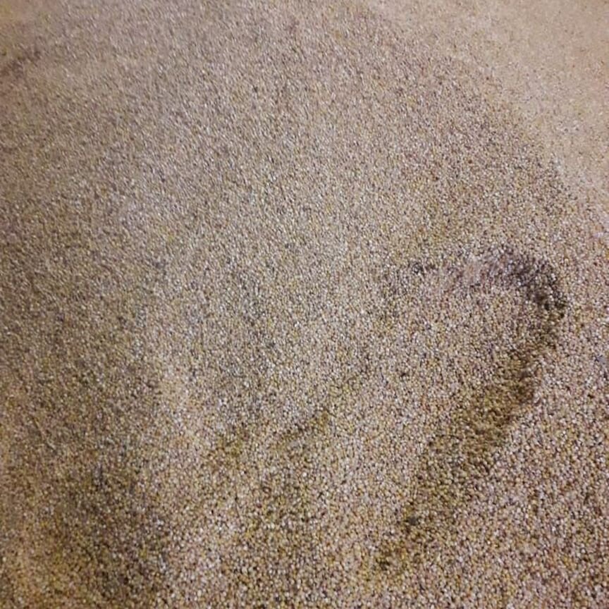 Зерно пшеница ячмень